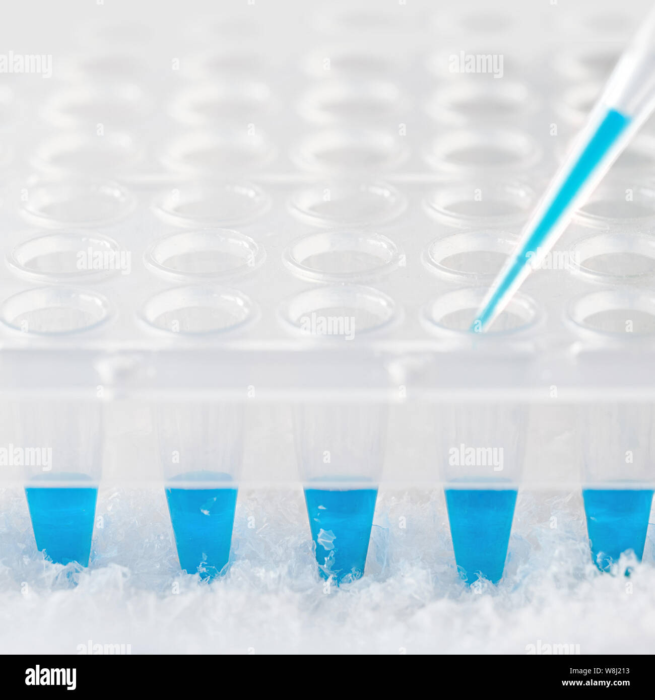 Plastic tip filled in with turquoise reaction mixture and disposable ...