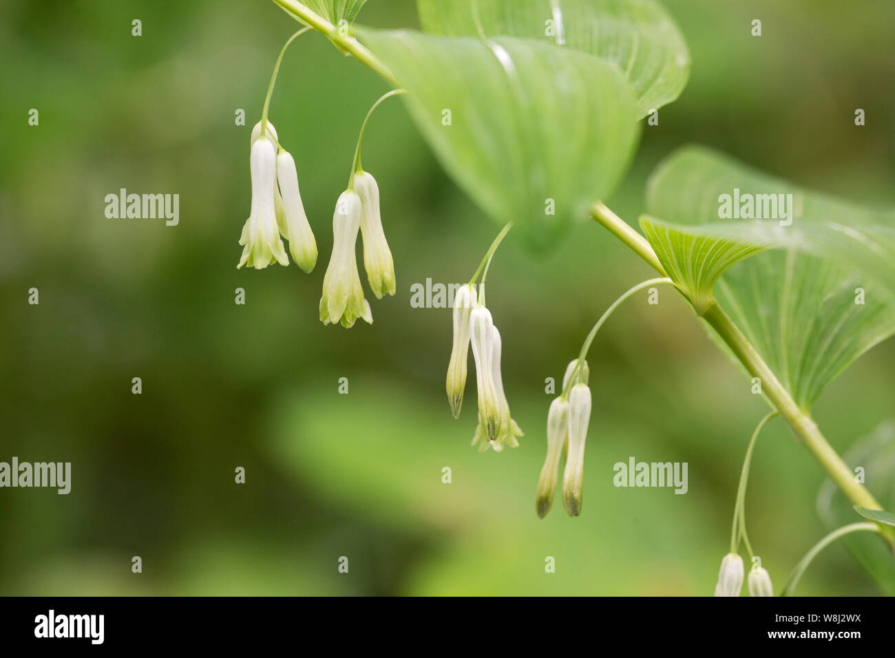 Solomons seal flowering plant hi-res stock photography and images - Alamy