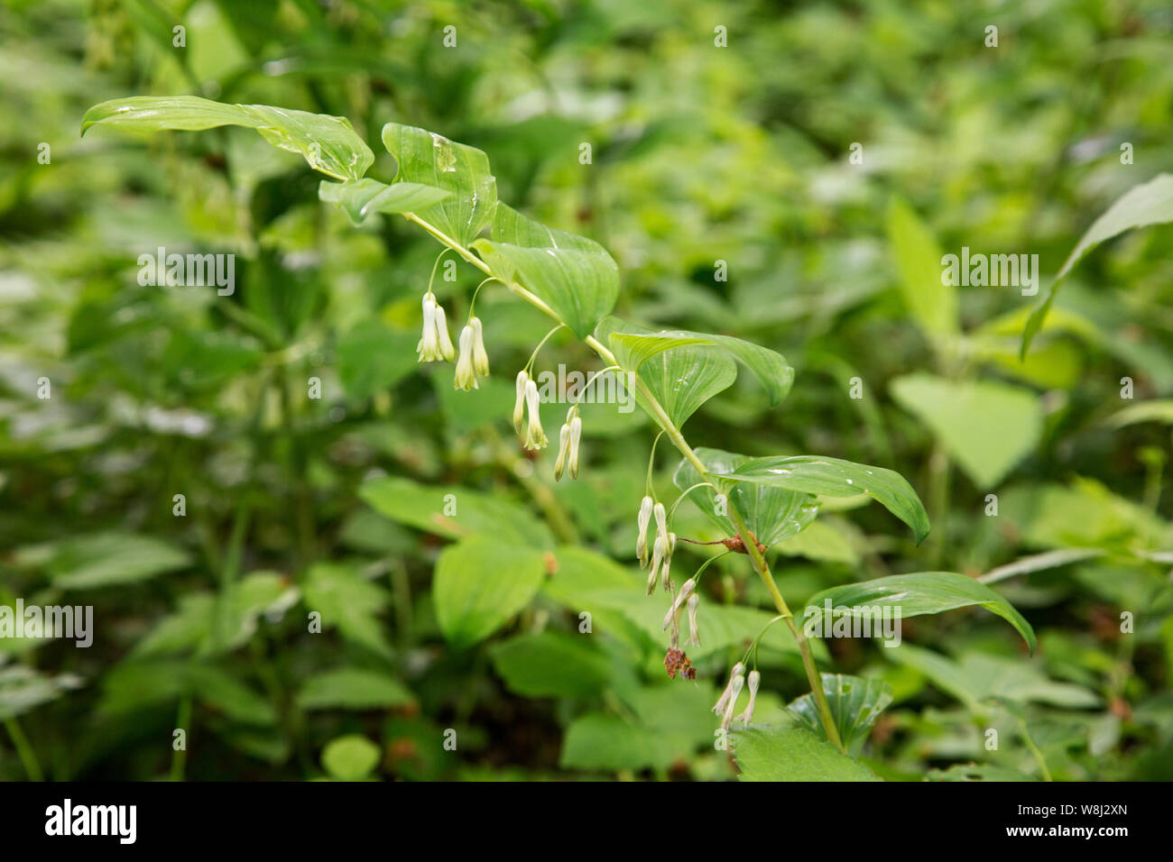 Solomons seal trees hi-res stock photography and images - Alamy