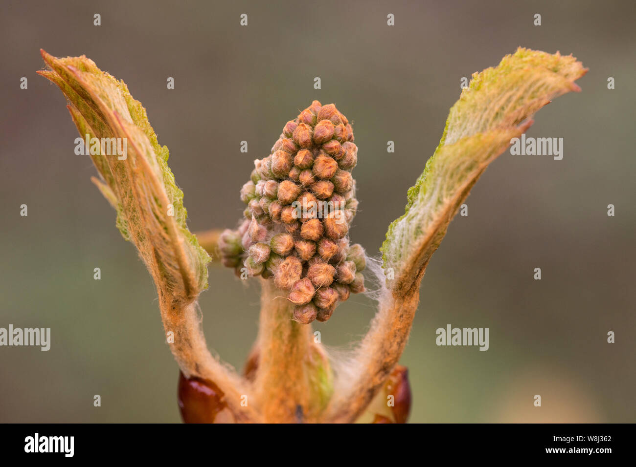 Sycamore hedge hi-res stock photography and images - Alamy