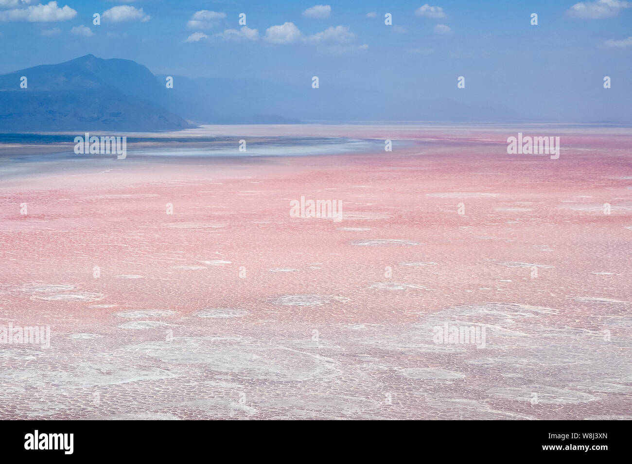 Photosynthesizing pigments of the microorganism cyanobacteria turns ...