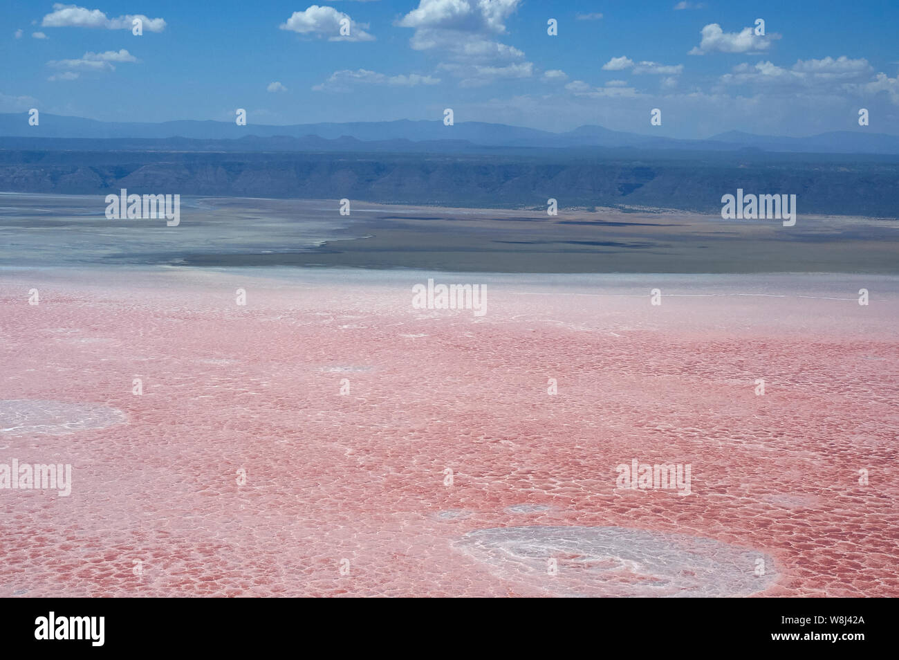 Photosynthesizing pigments of the microorganism cyanobacteria turns ...