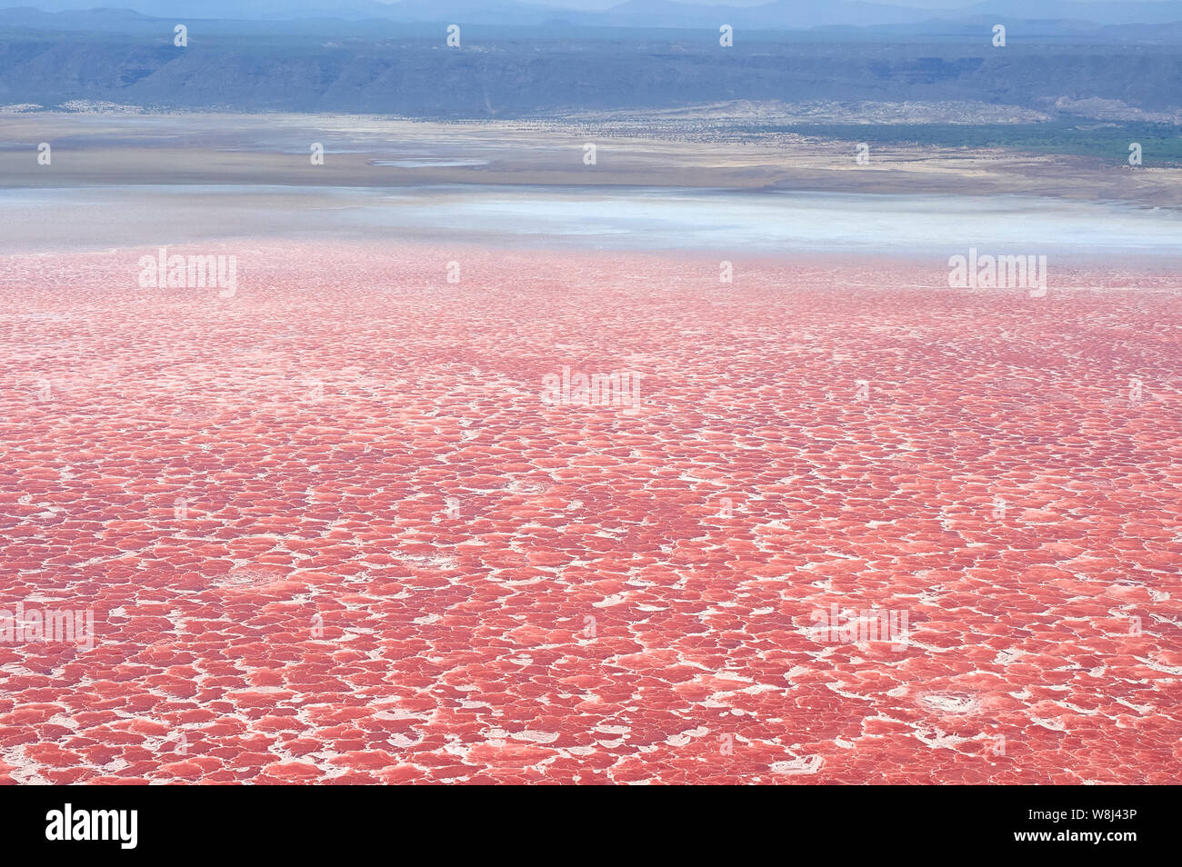 Photosynthesizing pigments of the microorganism cyanobacteria turns ...