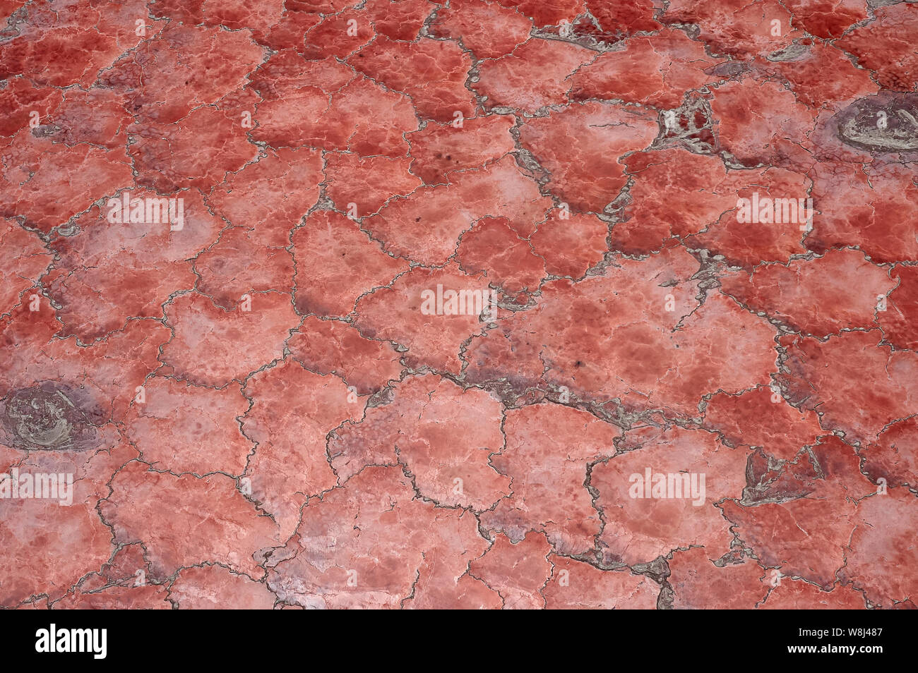 Photosynthesizing pigments of the microorganism cyanobacteria turns ...