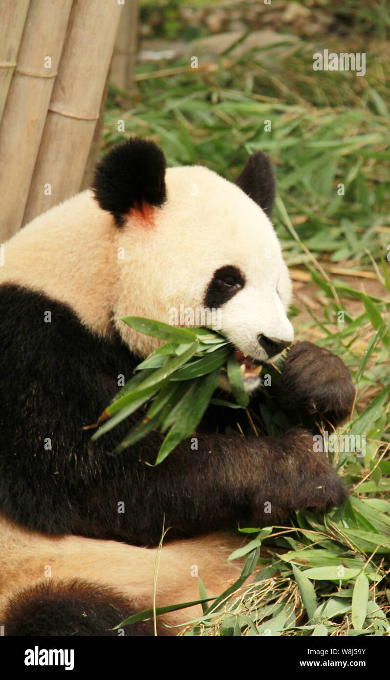 A giant panda eats bamboo at the Chengdu Research Base of Giant Panda ...