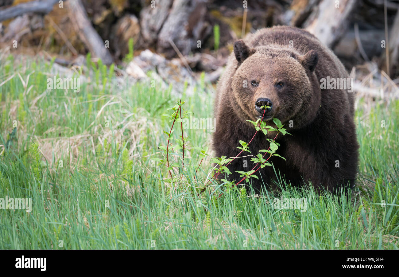 Grizzly bear in the wild Stock Photo - Alamy