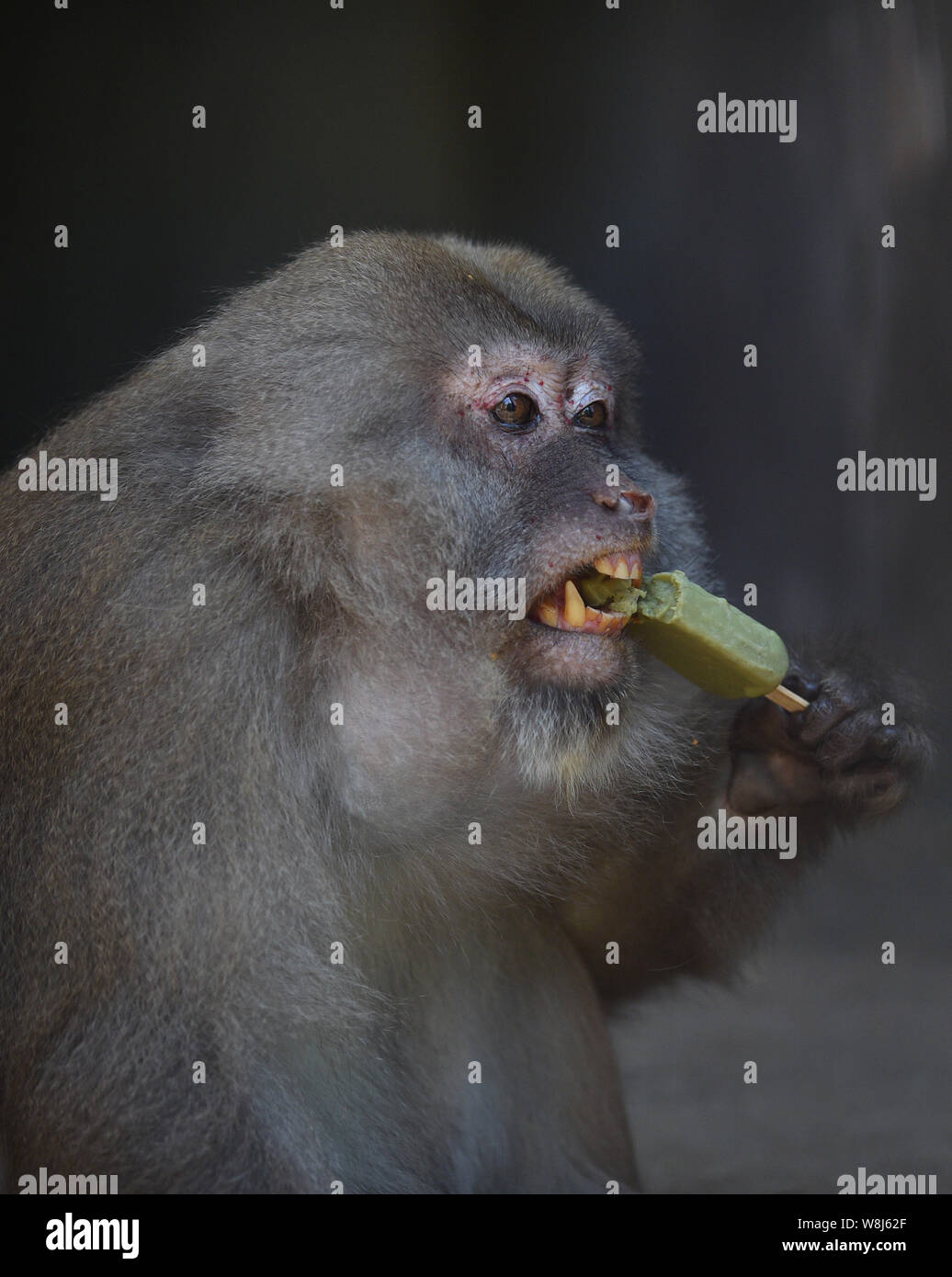 What a monkey heat hi-res stock photography and images - Alamy