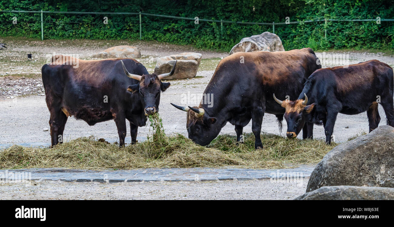 Heck cattle, Bos primigenius taurus, claimed to resemble the extinct ...