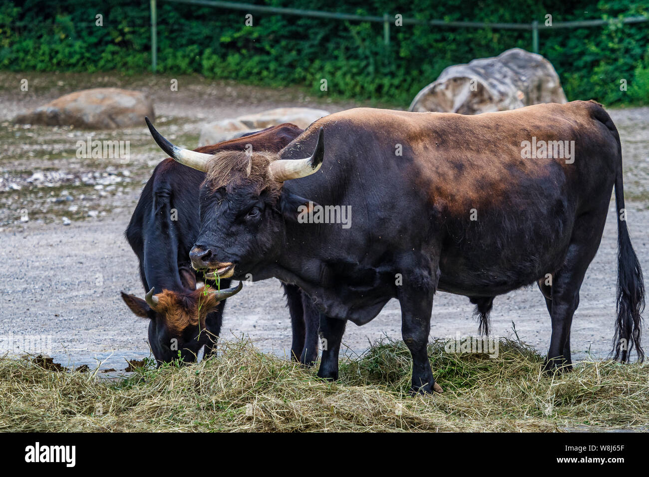 Bos primigenius extinct hi-res stock photography and images - Alamy