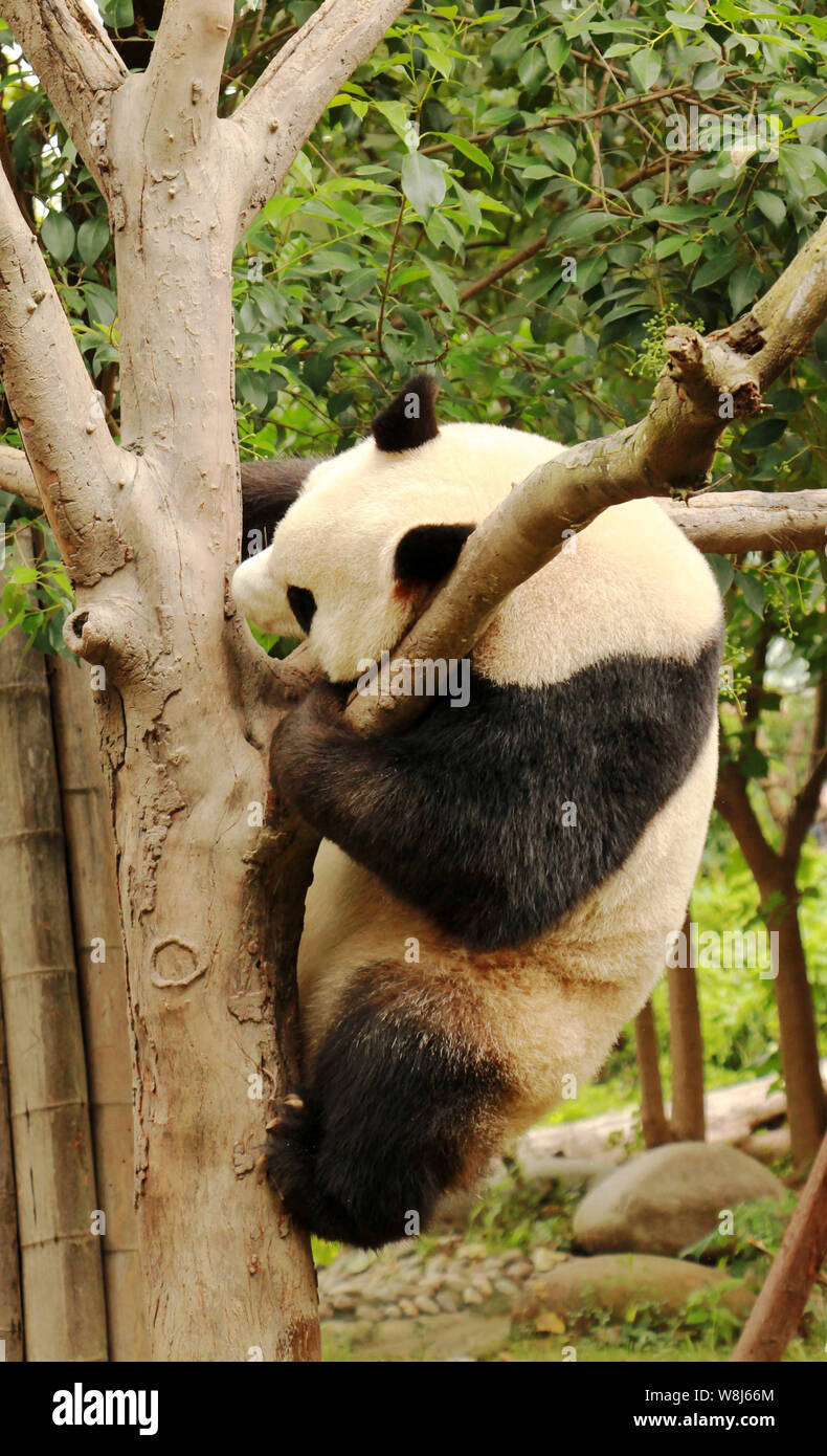 A giant panda climbs a tree at the Chengdu Research Base of Giant Panda ...