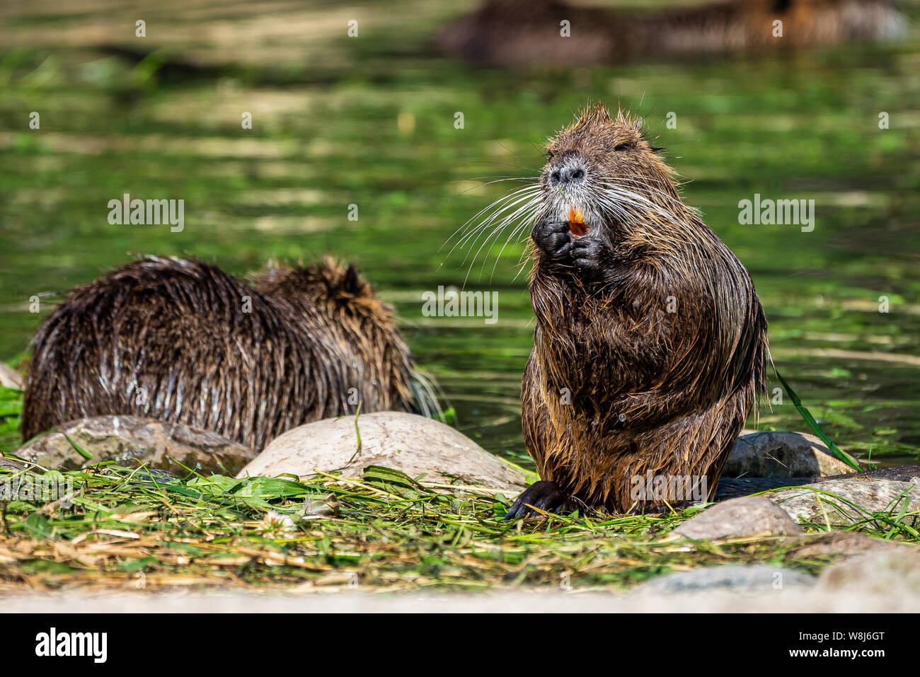 Coypu, Myocastor coypus, also known as river rat or nutria, is a large ...