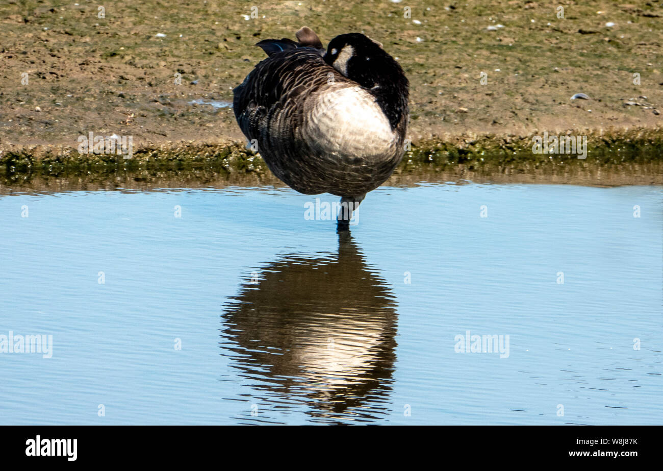 Bird one leg hop hi-res stock photography and images - Alamy