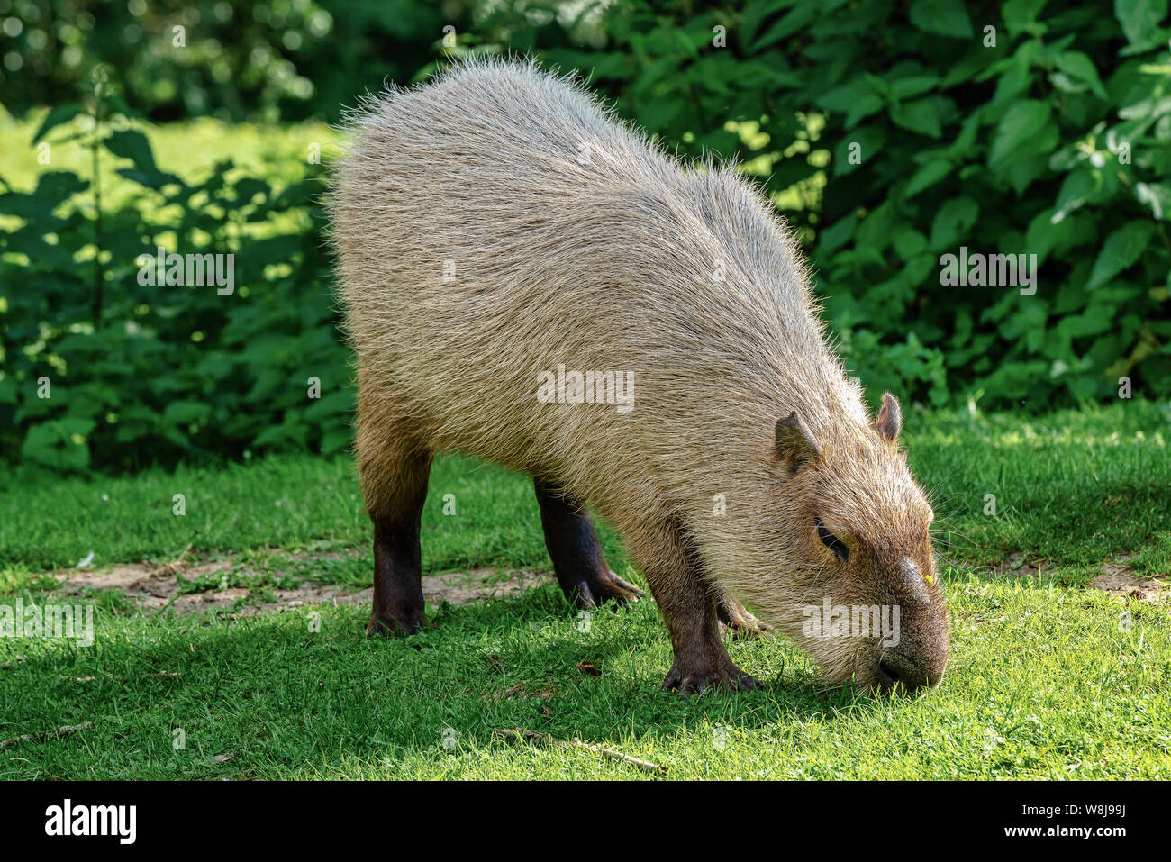 The capybara, Hydrochoerus hydrochaeris is a mammal native to South ...