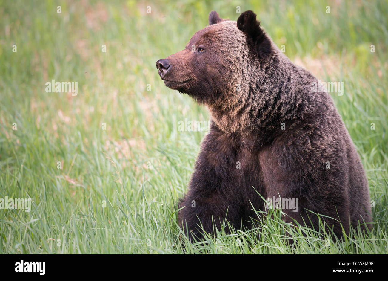 Grizzly bear in the wild Stock Photo - Alamy
