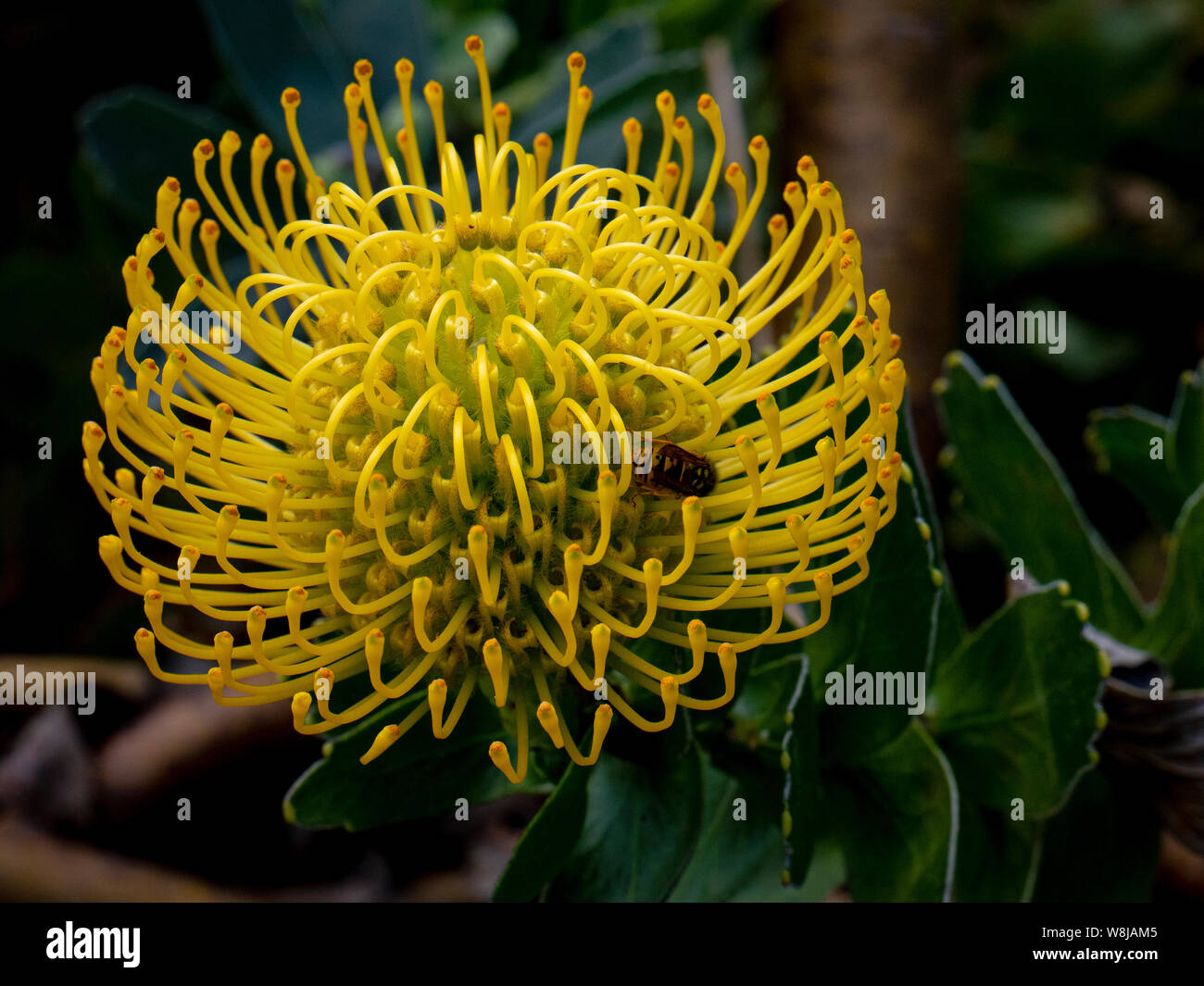 Pincushion protea flower hi-res stock photography and images - Alamy