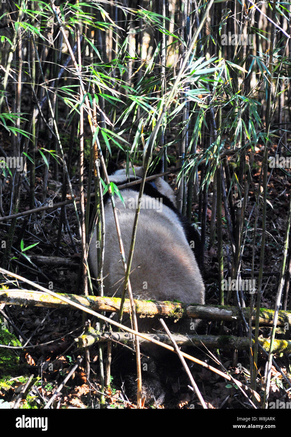 Female giant panda nature hi-res stock photography and images - Alamy