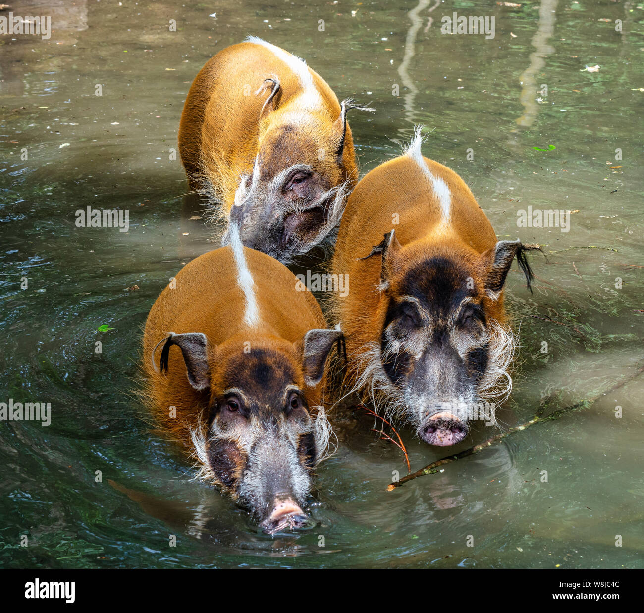 Red river hog, Potamochoerus porcus, also known as the bush pig. This ...