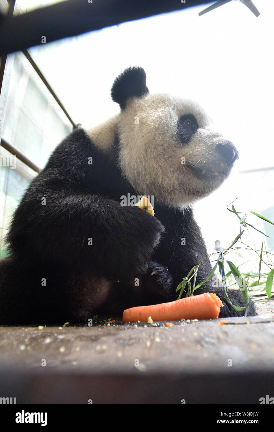 A giant panda enjoys frozen vegetables to cool down at the Wuhan Zoo in ...