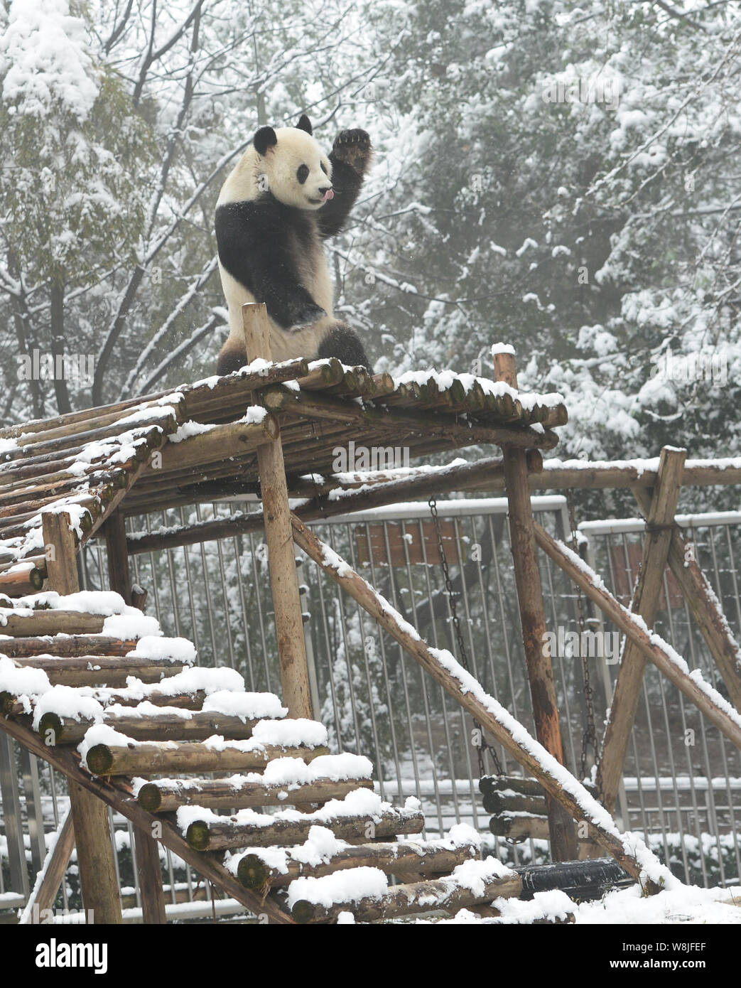 Giant panda Wei Wei waves on a wooden stand in the snow at a zoo in ...