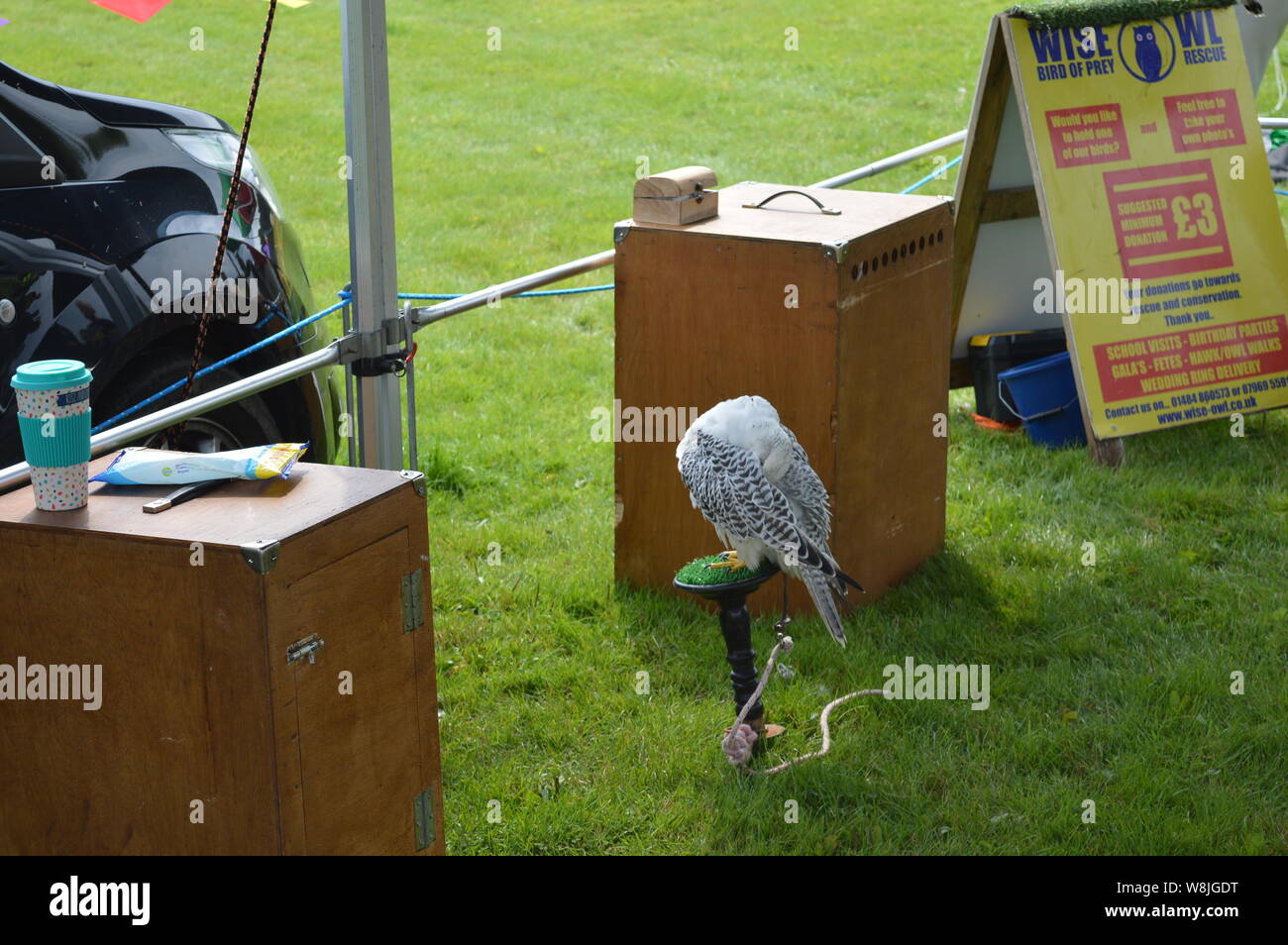 Wild birds show owls Eagle UK England Stock Photo - Alamy