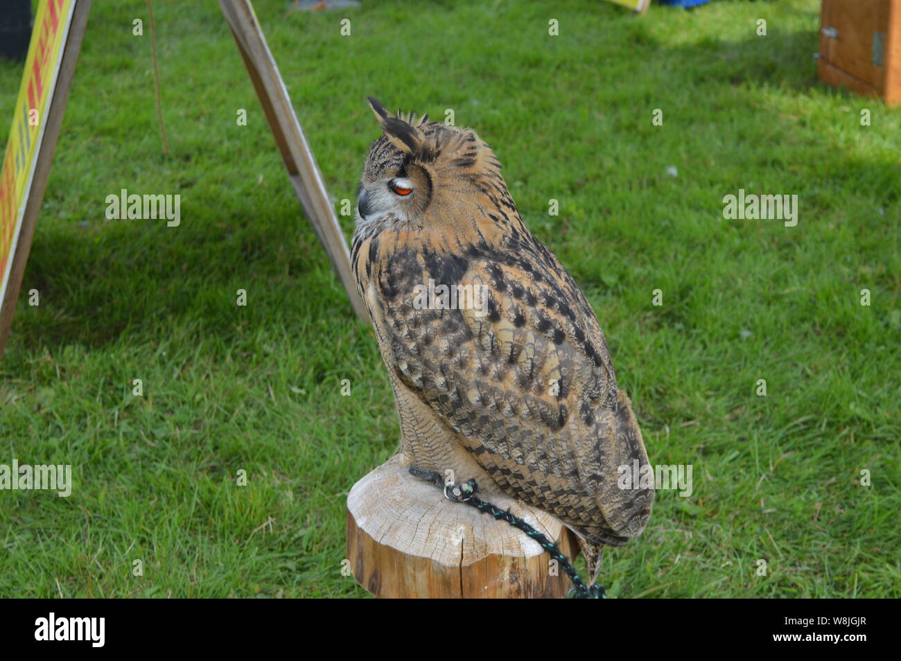 Bird position hi-res stock photography and images - Alamy