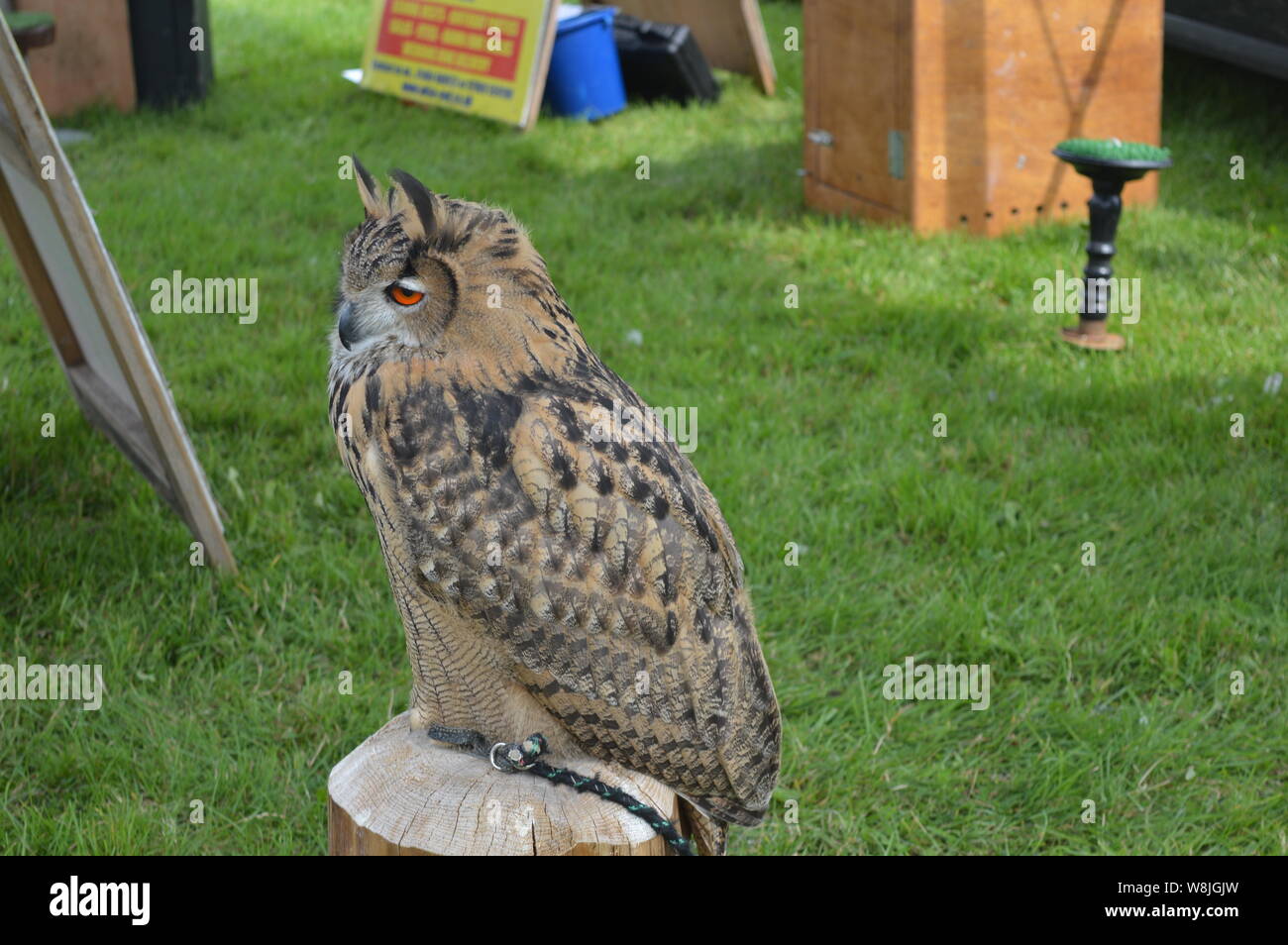 Owle Bird in Sitting Position Stock Photo - Alamy
