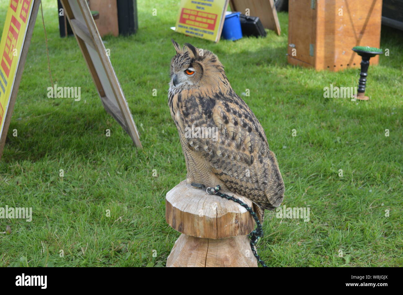 Owle Bird in Sitting Position Stock Photo - Alamy