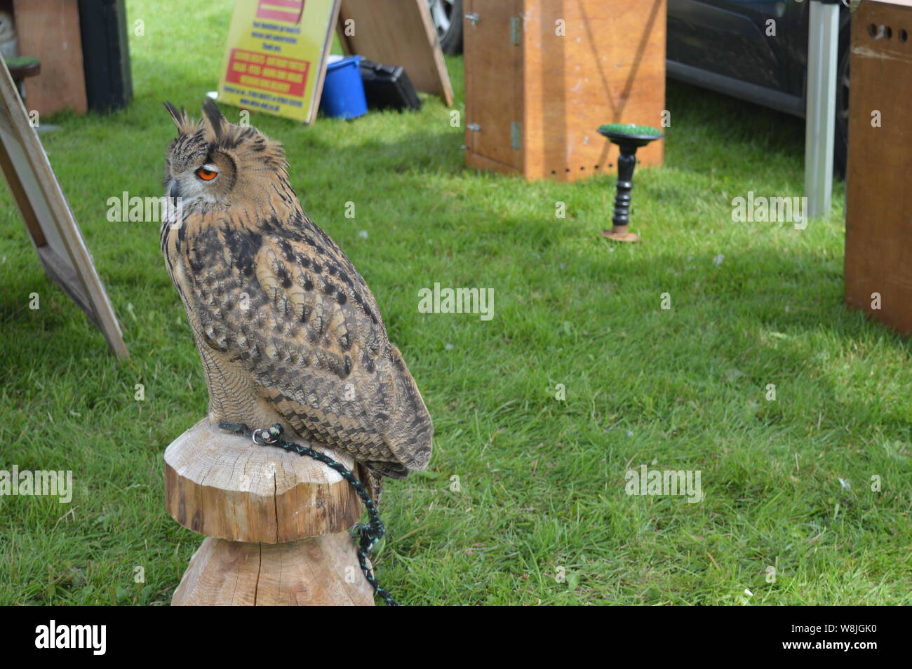 Owle Bird in Sitting Position Stock Photo - Alamy