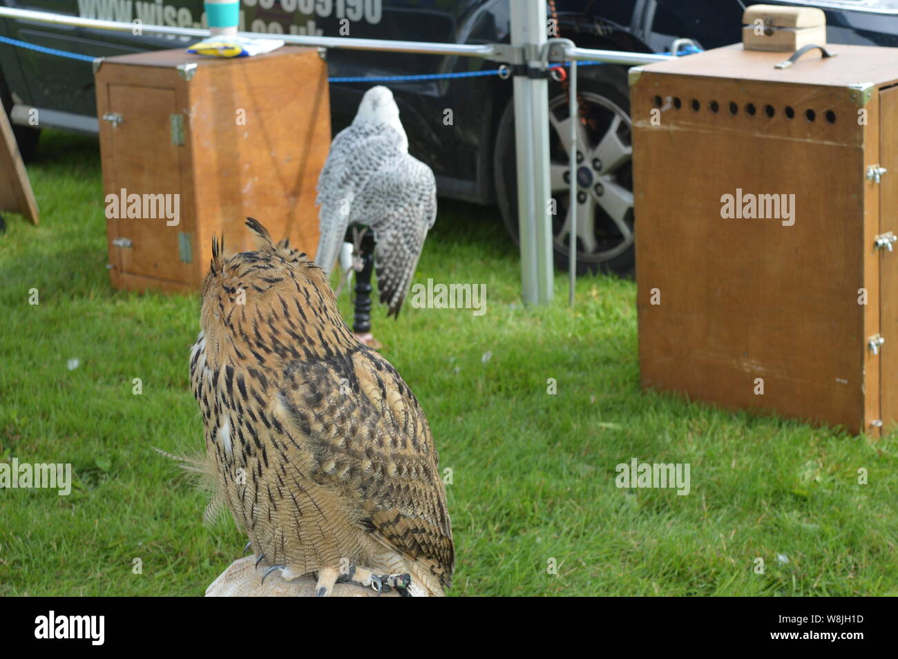Wild birds show owls Eagle UK England Stock Photo - Alamy