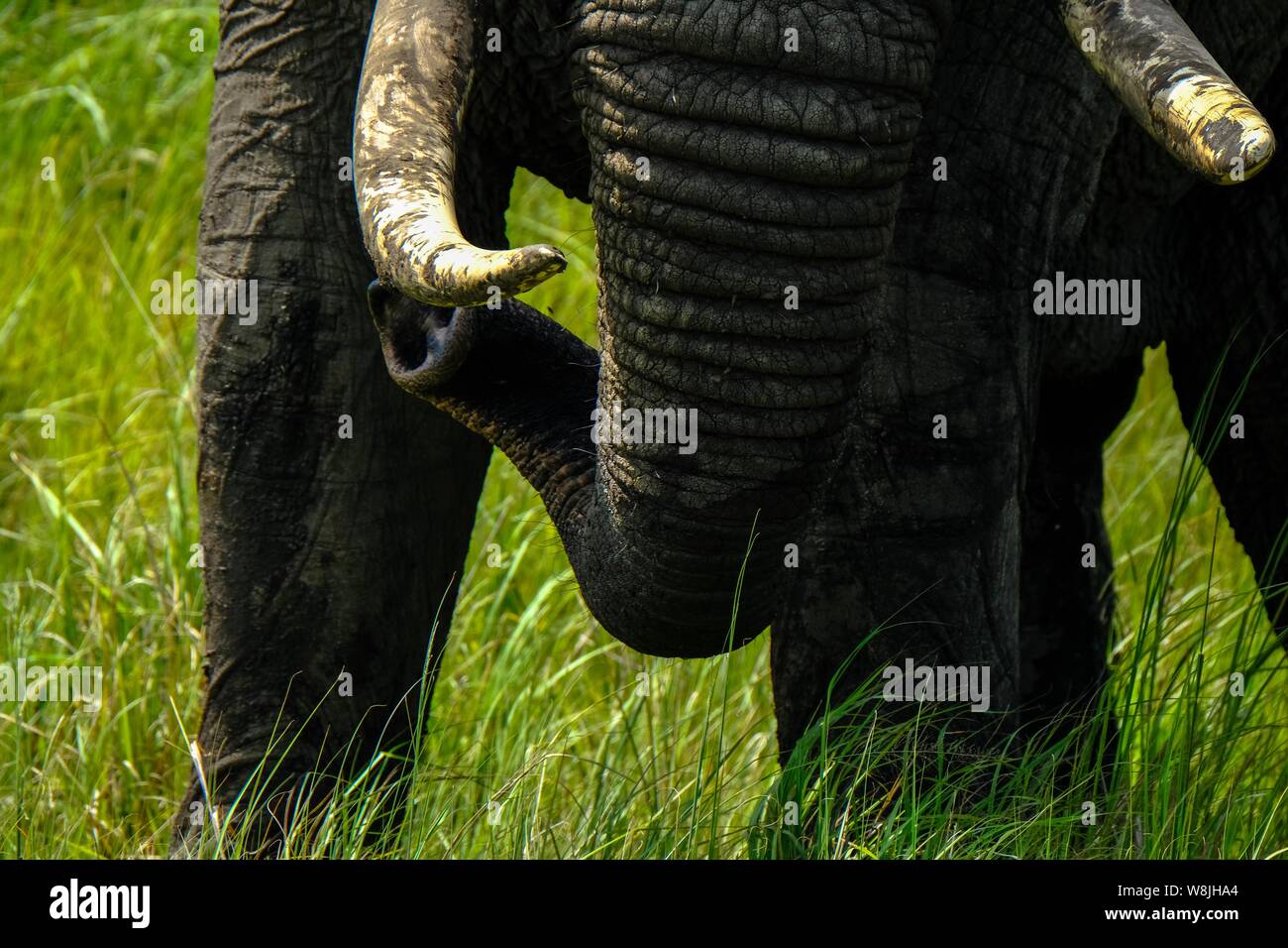 Tusk Poster High Resolution Stock Photography and Images - Alamy