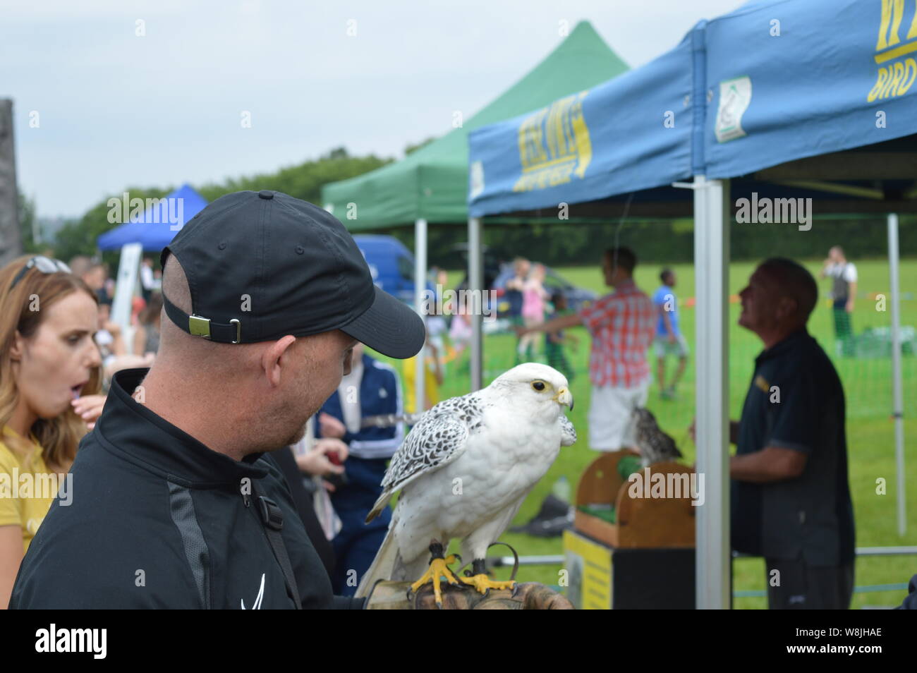 Wild birds show owls Eagle UK England Stock Photo - Alamy