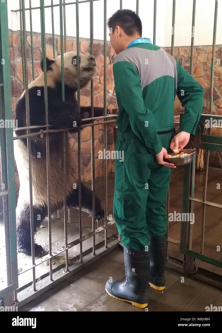 A zookeeper feeds a giant panda at the Chengdu Research Base of Giant Panda Breeding before it ...