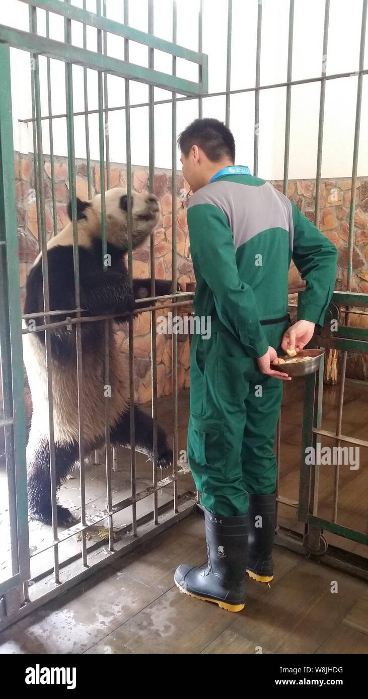 A zookeeper feeds a giant panda at the Chengdu Research Base of Giant ...