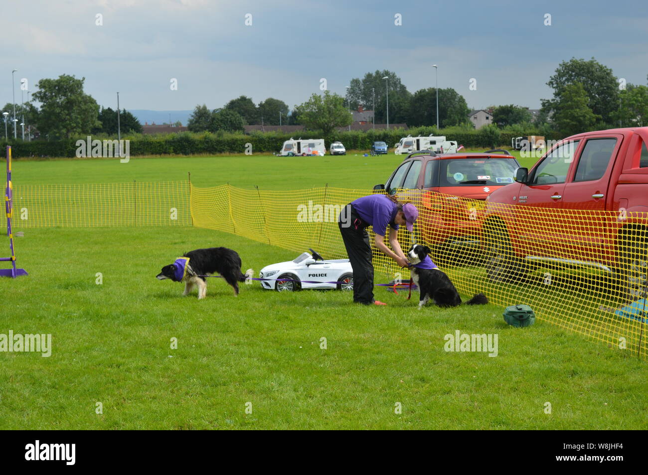 Dog show competition in UK Stock Photo - Alamy