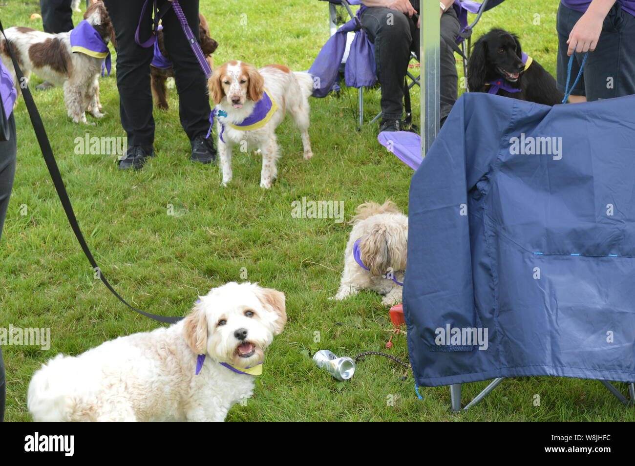 Dog show competition in UK Stock Photo - Alamy