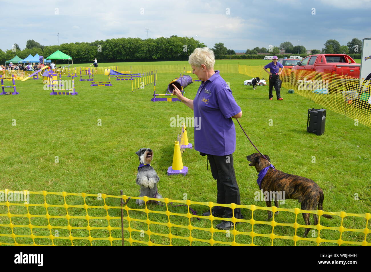 Dog show competition in UK Stock Photo - Alamy