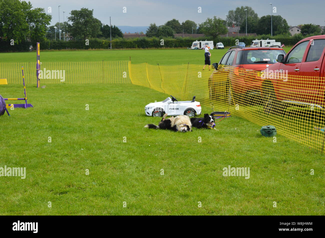 Dog show competition in UK Stock Photo - Alamy