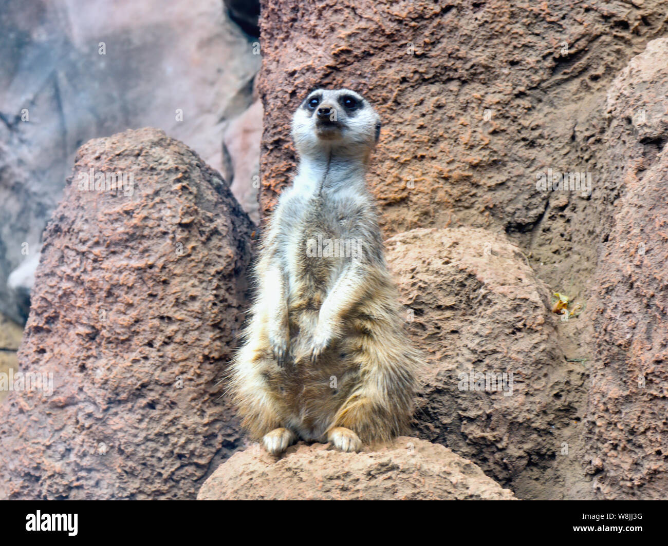 Upright pose hi-res stock photography and images - Alamy
