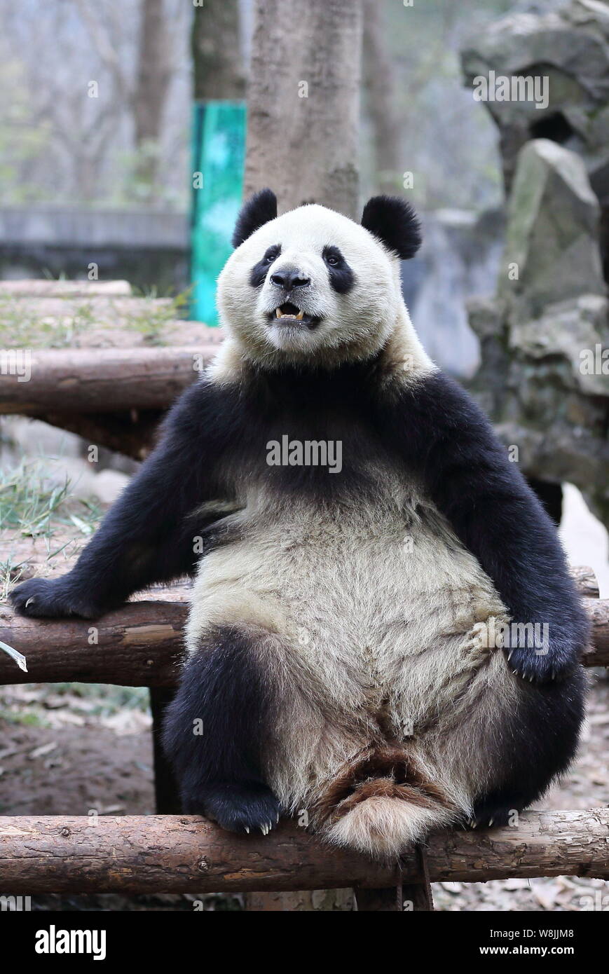 A giant panda sits on a wooden stand at the Hangzhou zoo in Hangzhou ...