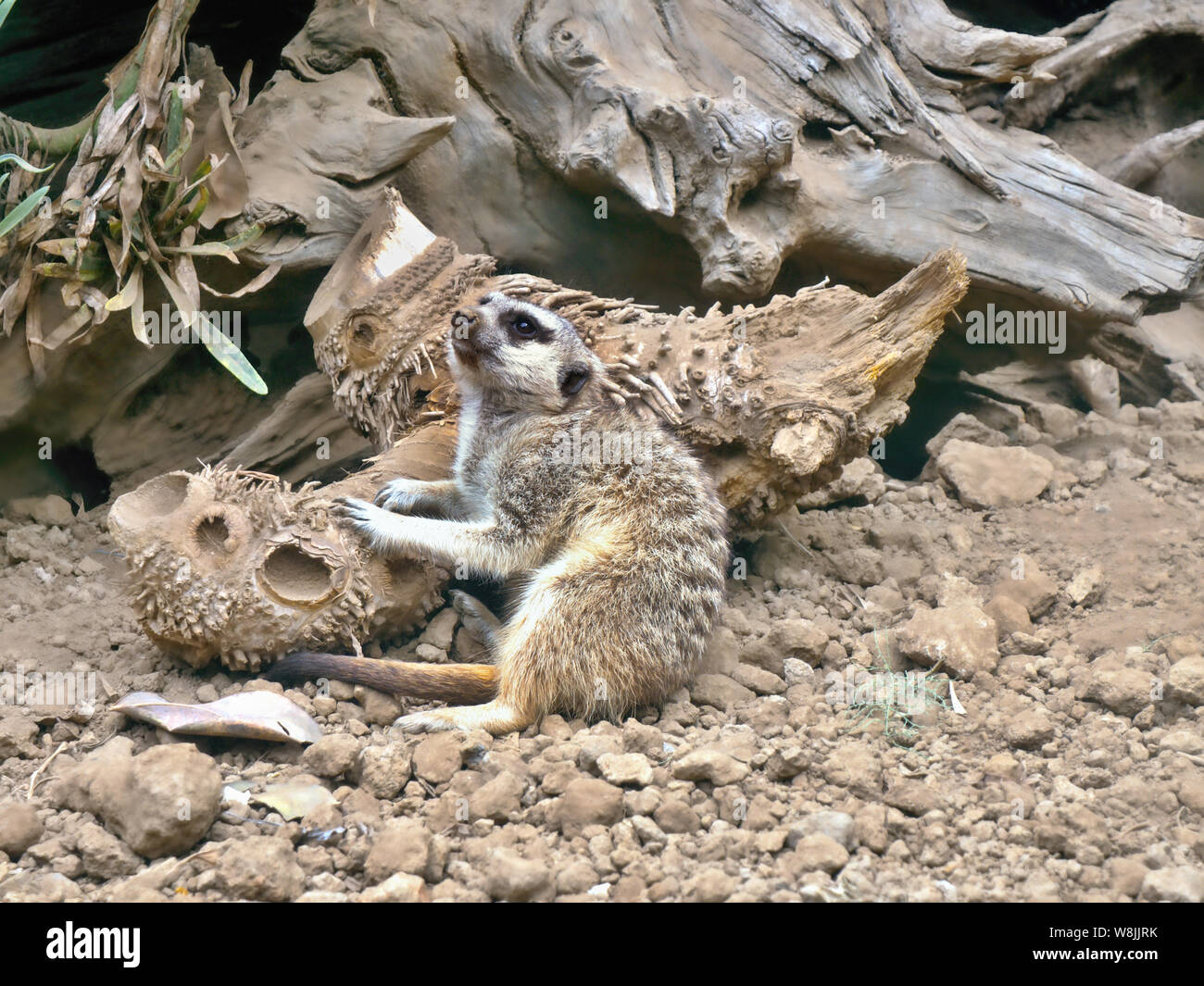 Relaxed meerkat hi-res stock photography and images - Alamy