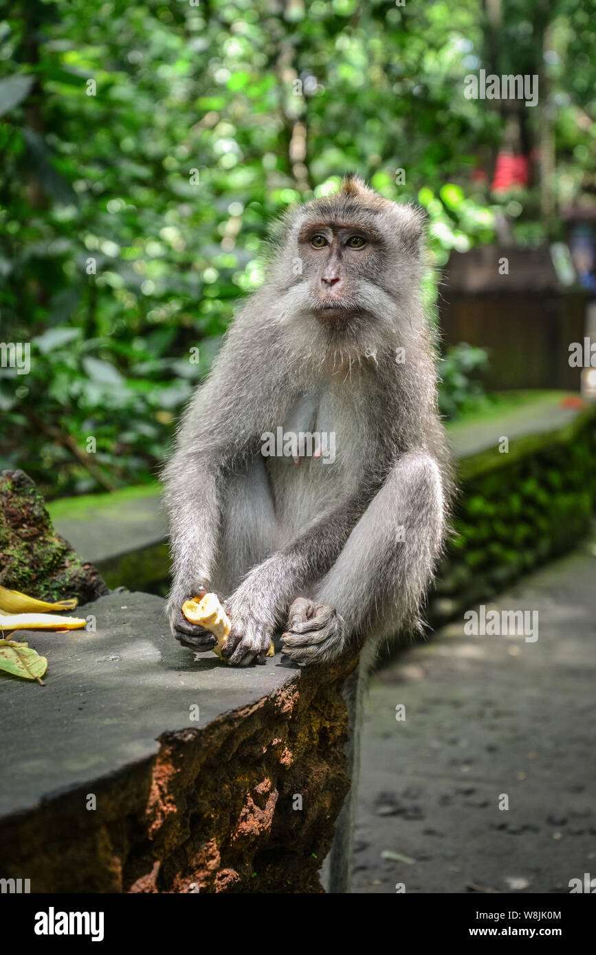 Portrait monkey in Sacred Monkey Forest Sanctuary Ubud Bali Indonesia ...