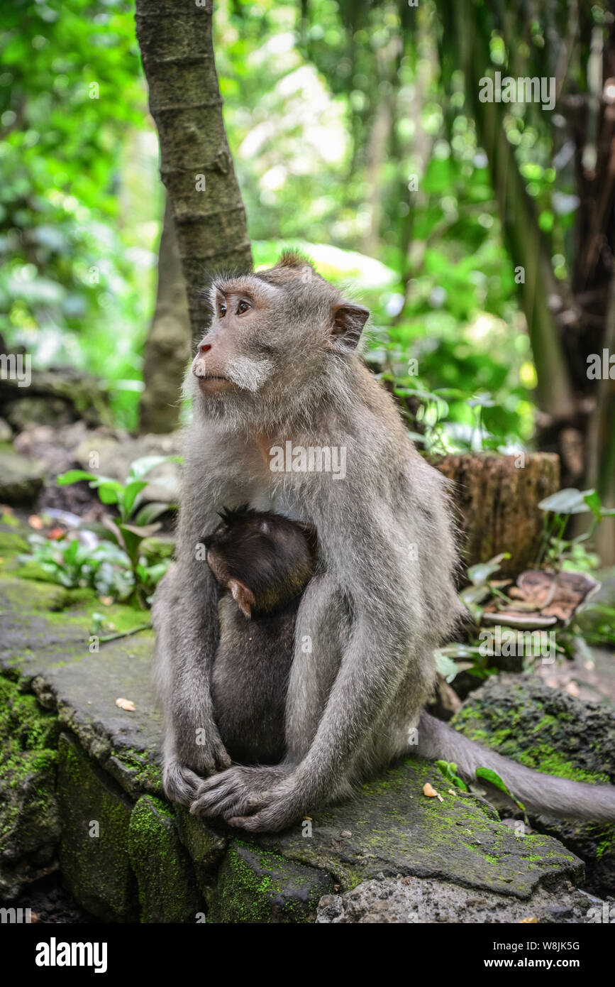 Mother and baby Balinese long-tailed monkey at Monkey Temple, Ubud ...
