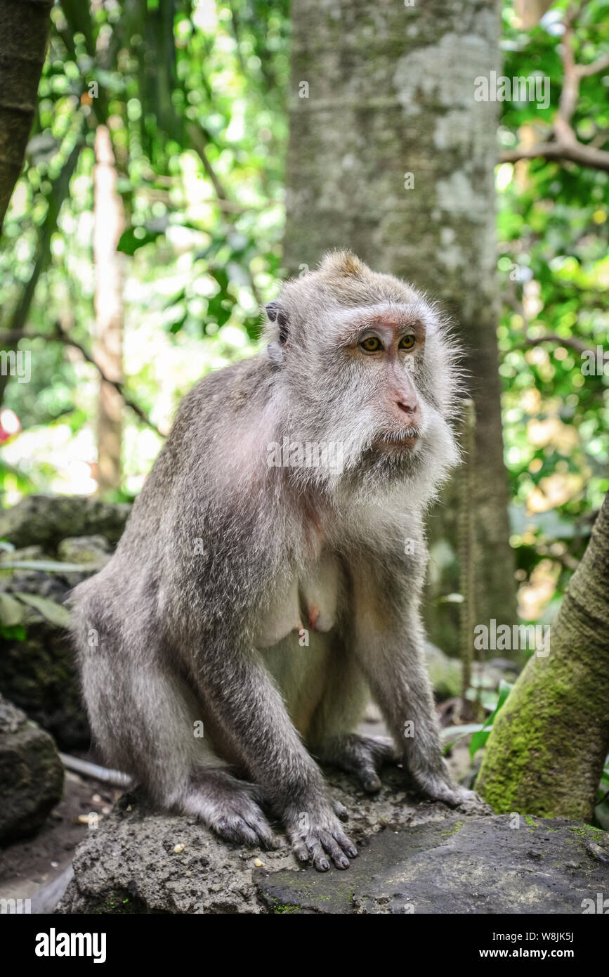 Portrait monkey in Sacred Monkey Forest Sanctuary Ubud Bali Indonesia ...