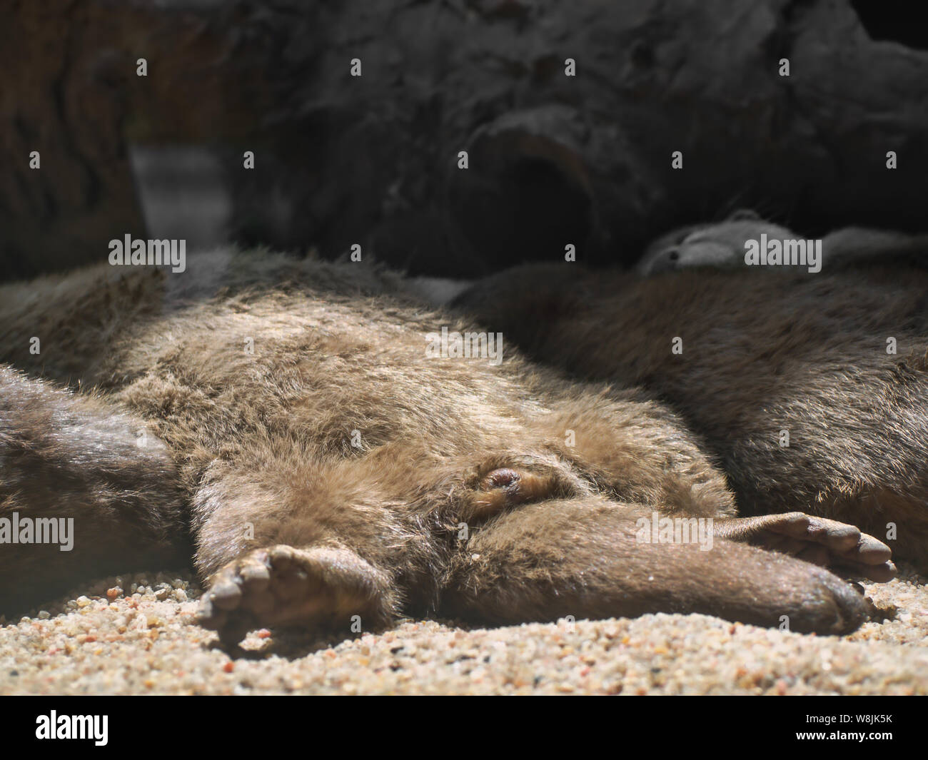Hairy arms hi-res stock photography and images - Alamy