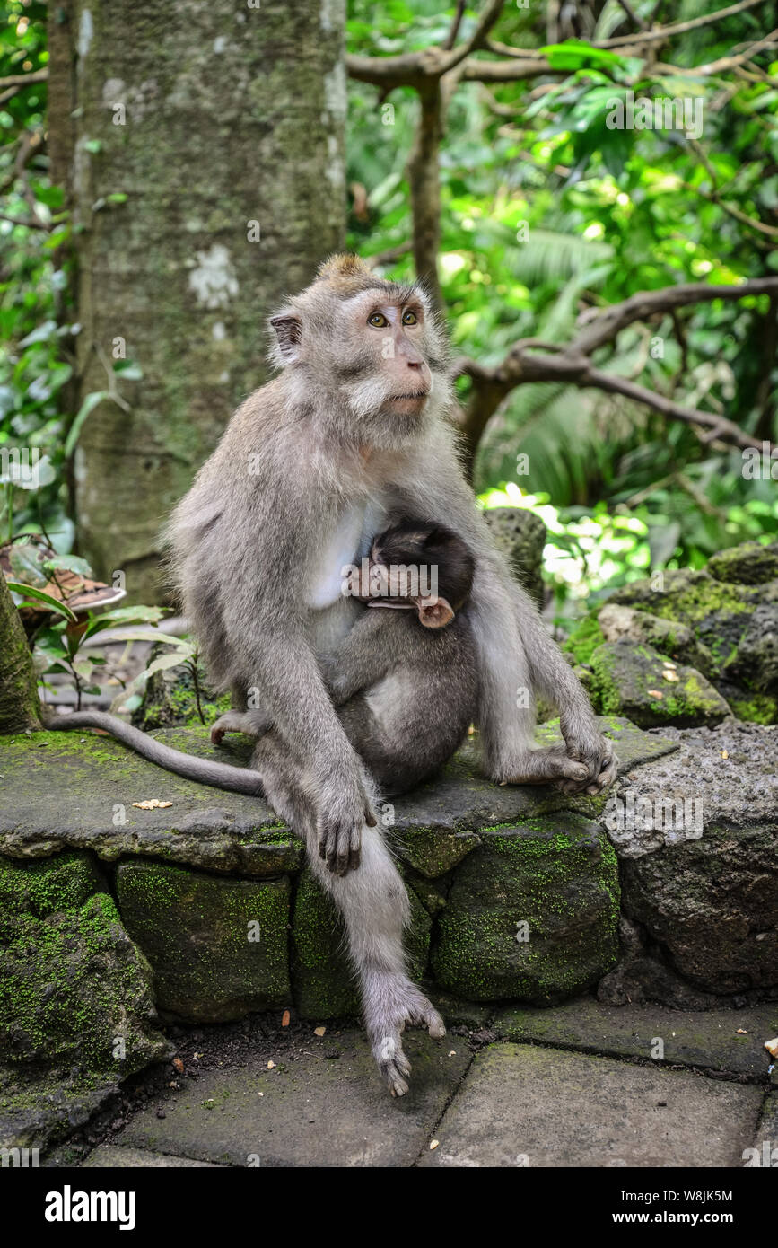 Mother and baby Balinese long-tailed monkey at Monkey Temple, Ubud ...