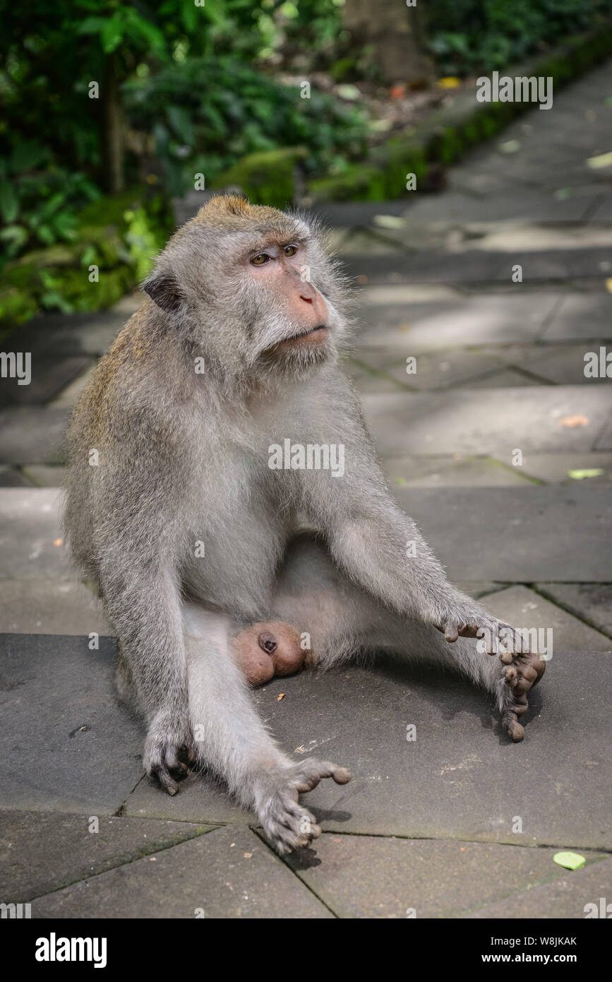 Portrait monkey in Sacred Monkey Forest Sanctuary Ubud Bali Indonesia ...