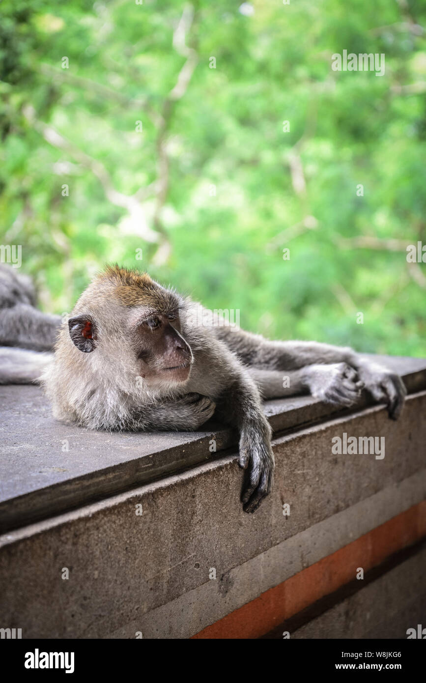 Portrait monkey in Sacred Monkey Forest Sanctuary Ubud Bali Indonesia ...