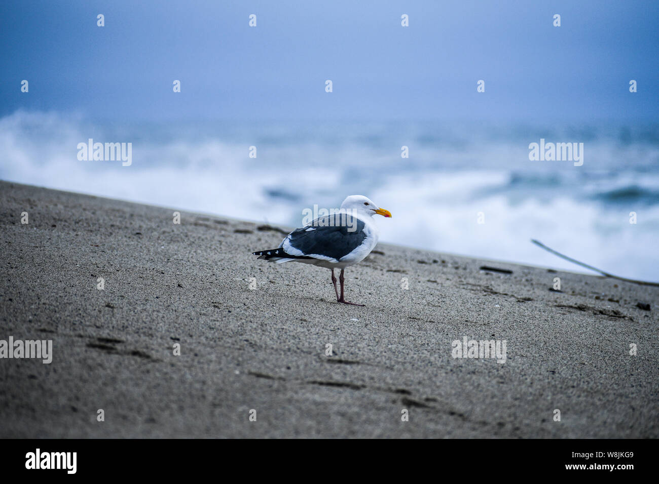 Beautiful seagull closeup photography hi-res stock photography and ...