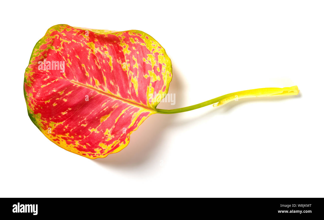 top of a red leaf on a white background Stock Photo - Alamy