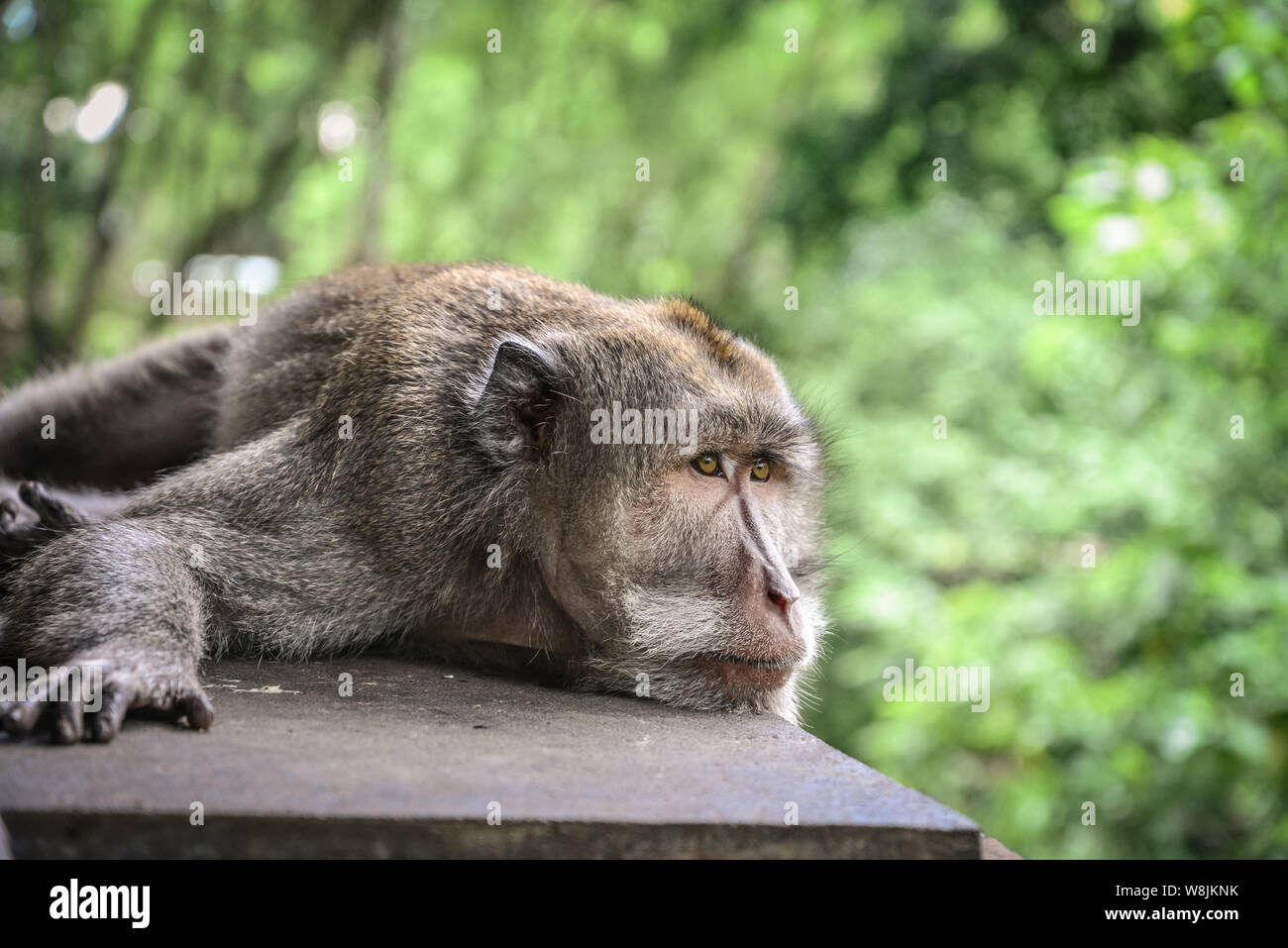 Portrait of a monkey in Sacred Monkey Forest Sanctuary Ubud Bali ...